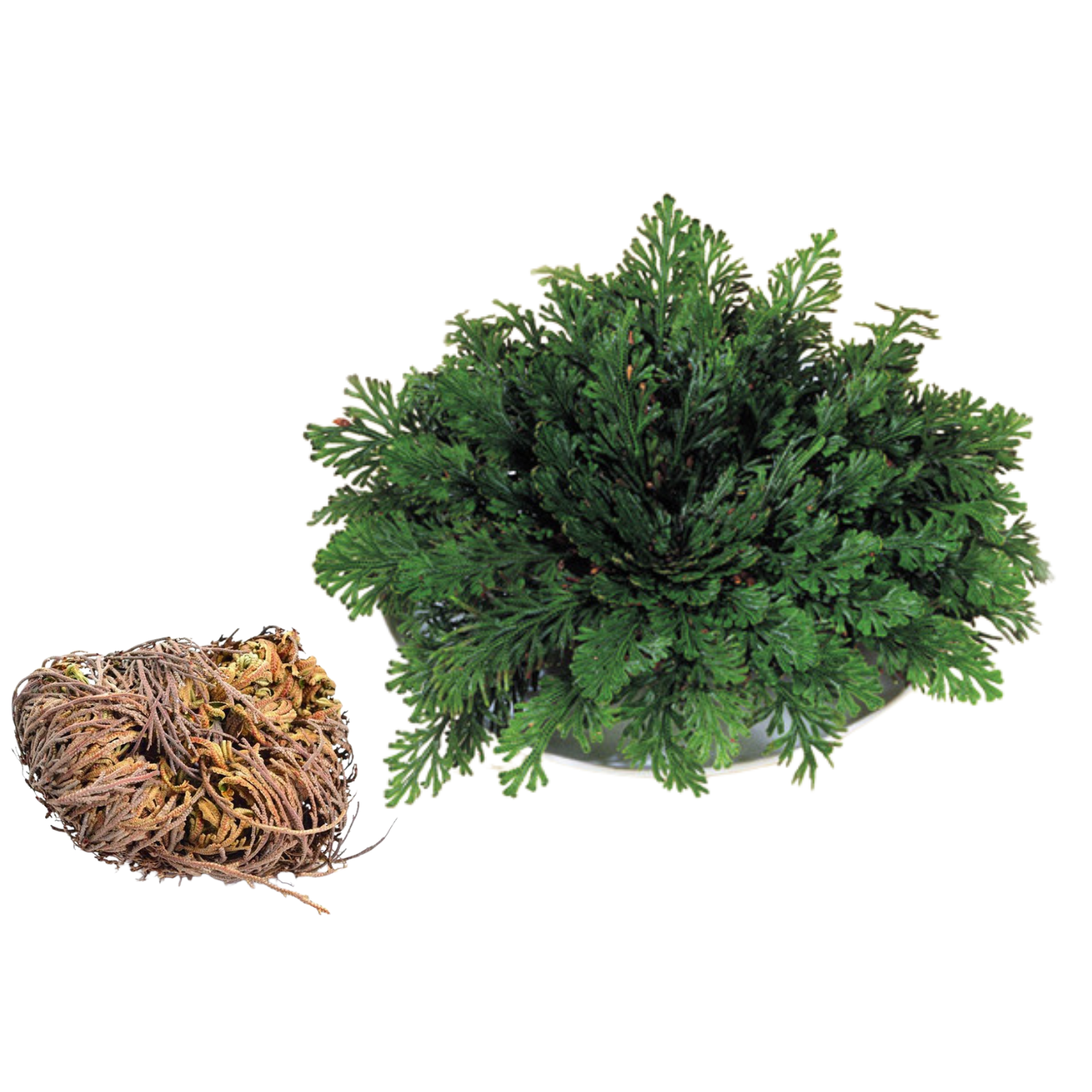 Rose of Jericho - Mystical Wares